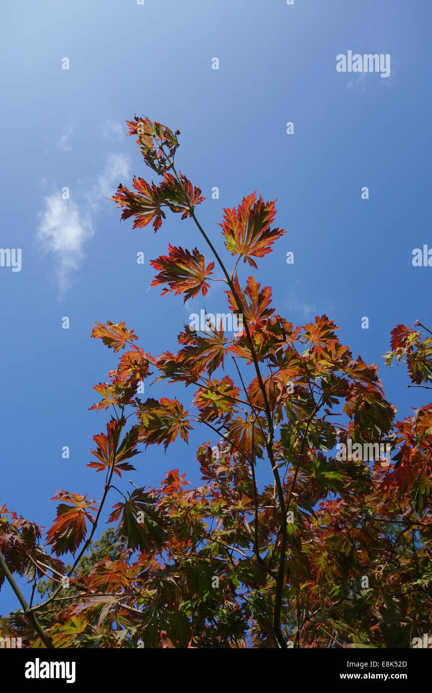 Full moon japanese maple hi-res stock photography and images - Alamy