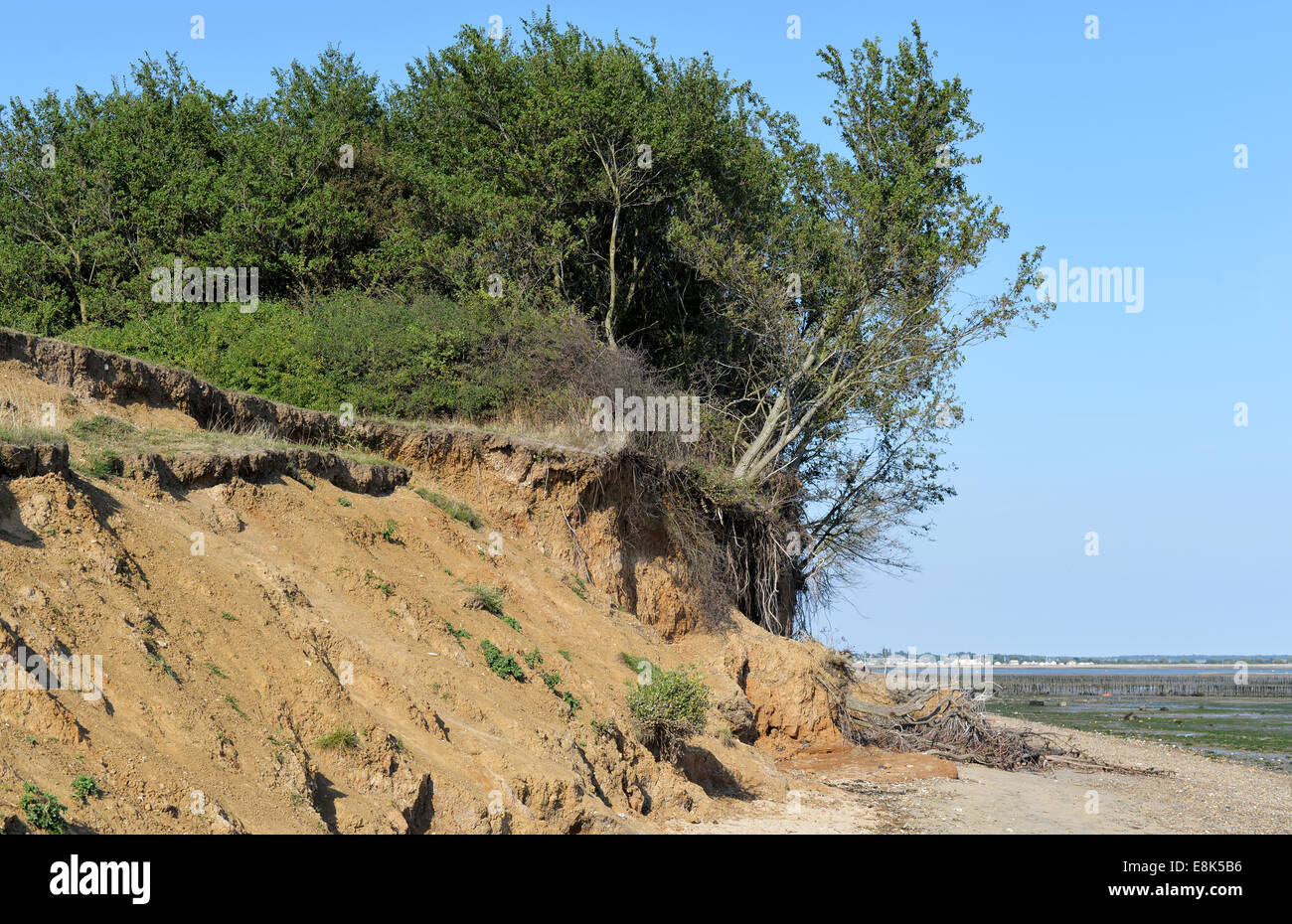 East Mersea - Cliffs Stock Photo - Alamy