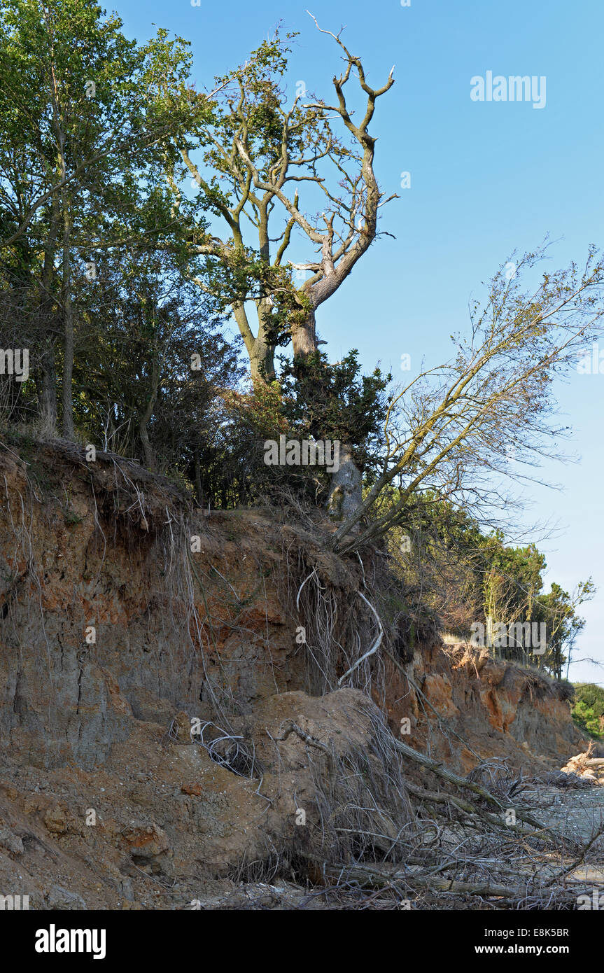 East Mersea - Cliffs Stock Photo - Alamy