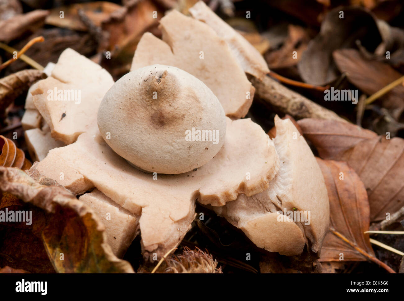 Common earth star hi-res stock photography and images - Alamy