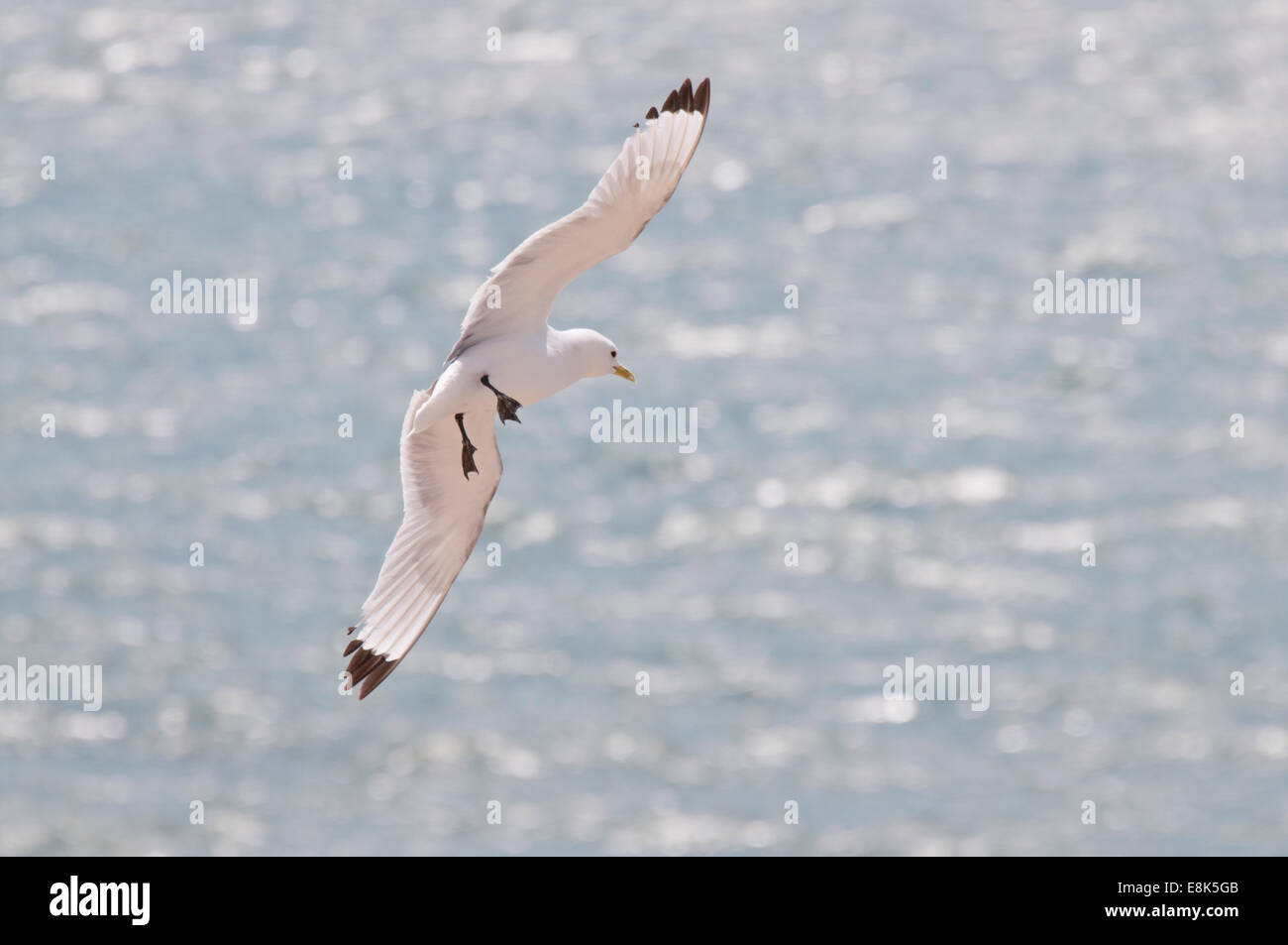 A turning Black legged Kittiwake flying over a bright sea at Seaford ...