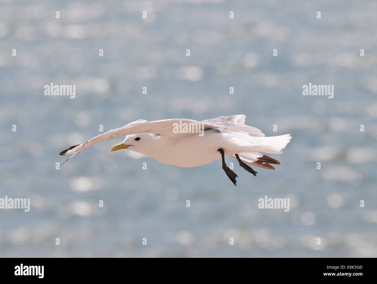 Kittiwake flight hi-res stock photography and images - Alamy