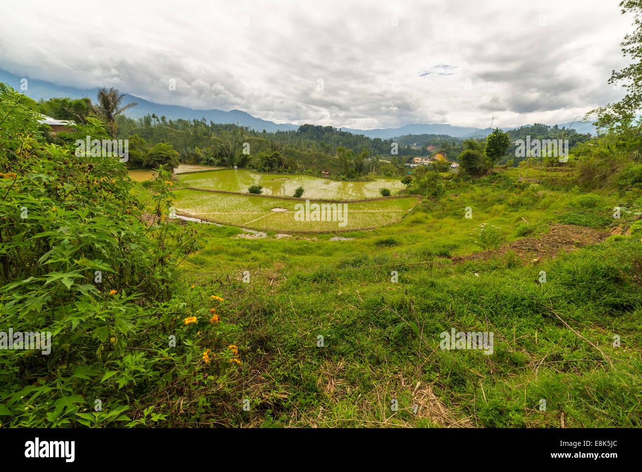 Stunning landscape and bright rice fields in the remote Mamasa region ...