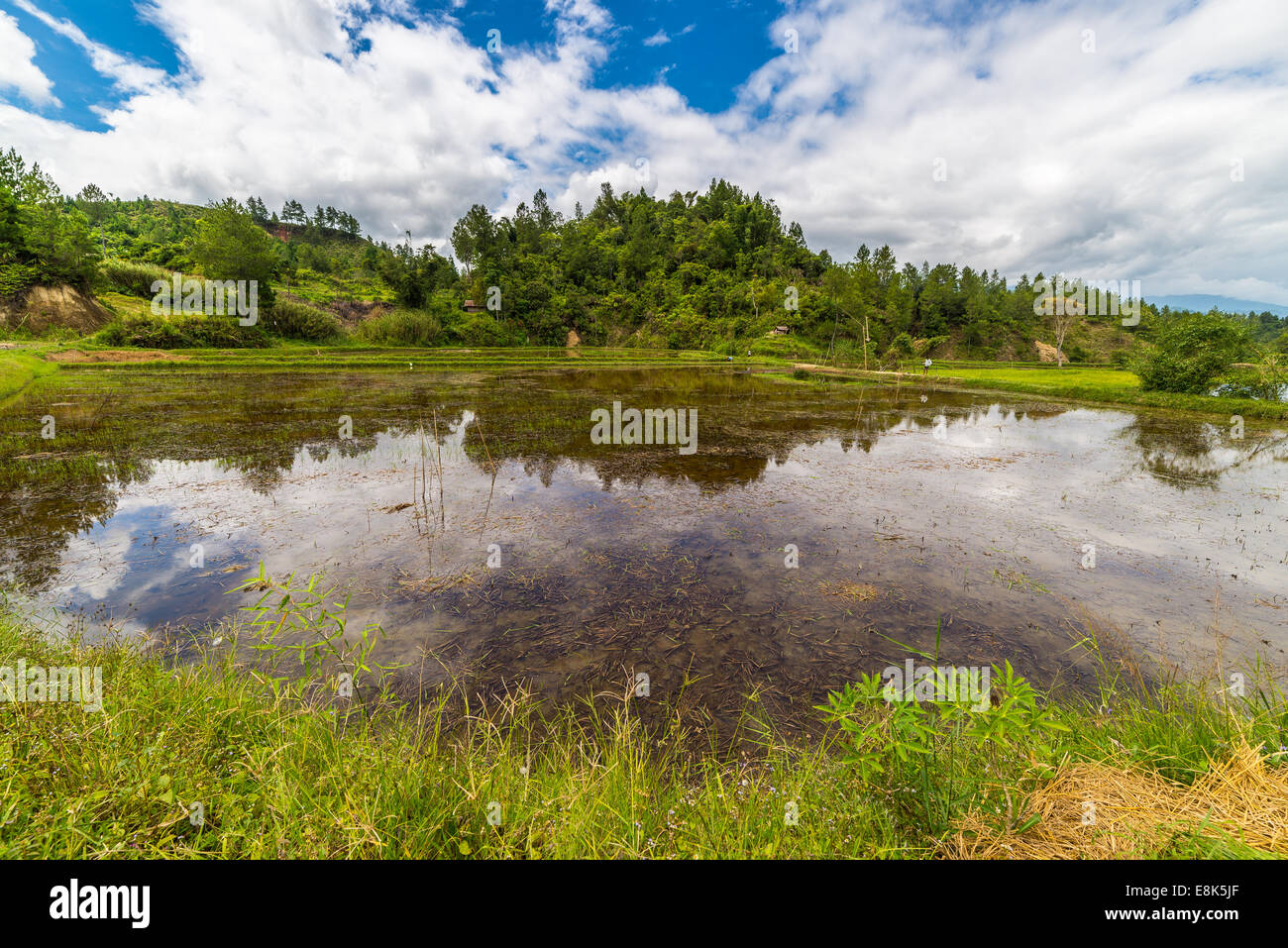Stunning landscape and bright rice fields in the remote Mamasa region ...