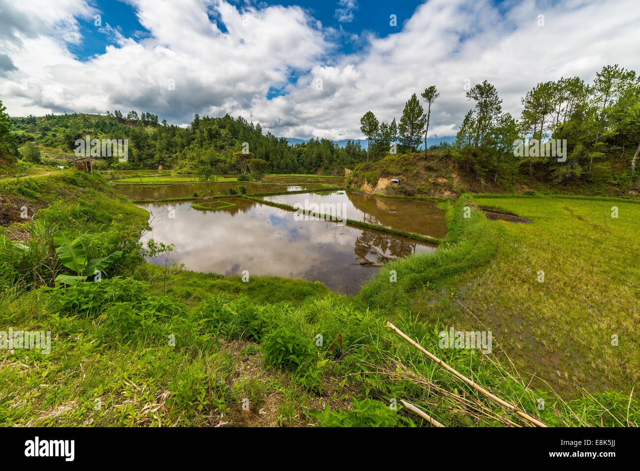 Stunning landscape and bright rice fields in the remote Mamasa region ...