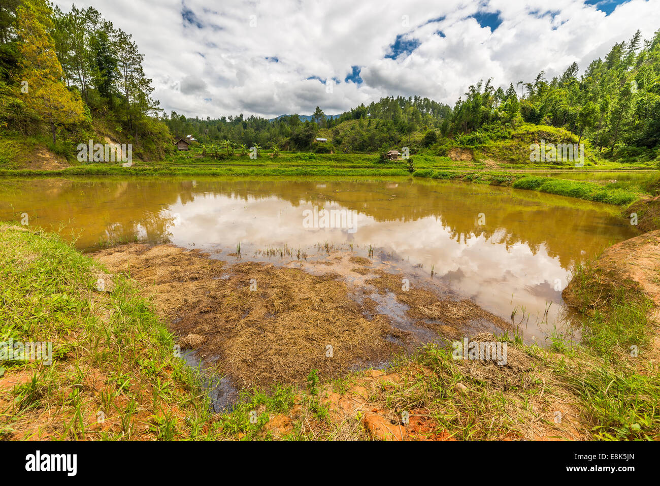 Stunning landscape and bright rice fields in the remote Mamasa region ...