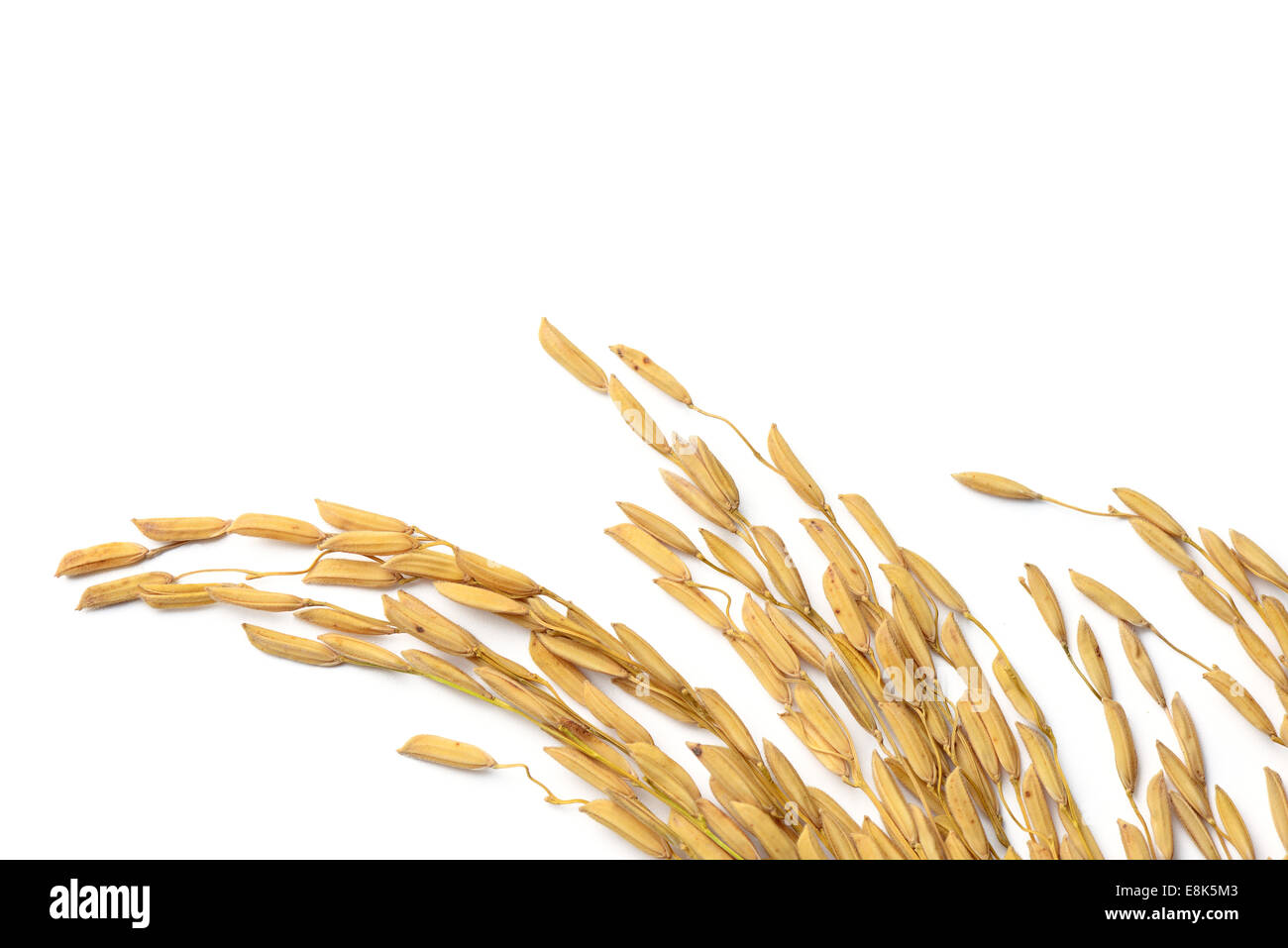 Rice grain isolated on white Stock Photo - Alamy