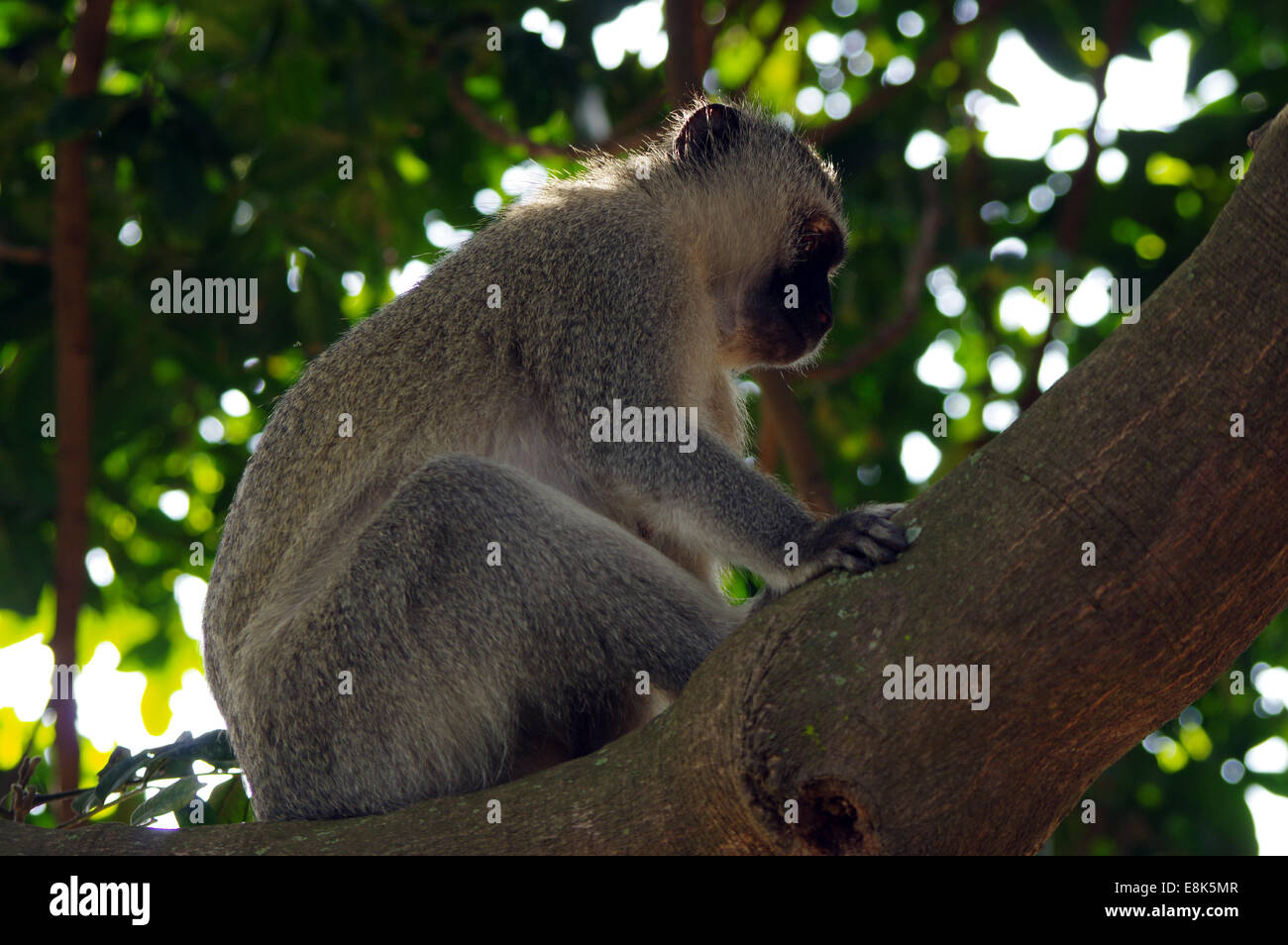 Vervet monkey in Durban, South Africa Stock Photo - Alamy