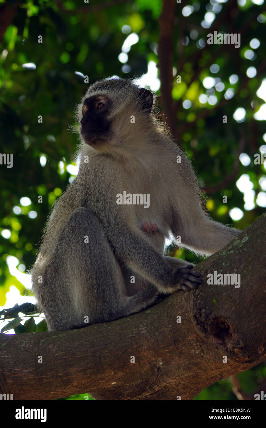 Vervet monkey in Durban, South Africa Stock Photo - Alamy