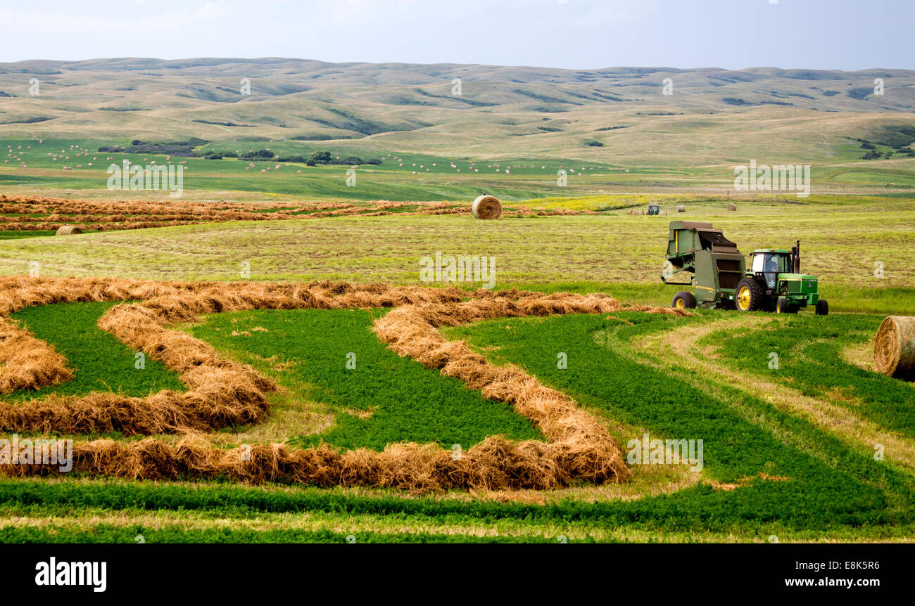 Farming Saskatchewan bales and baler in field swathe Stock Photo - Alamy