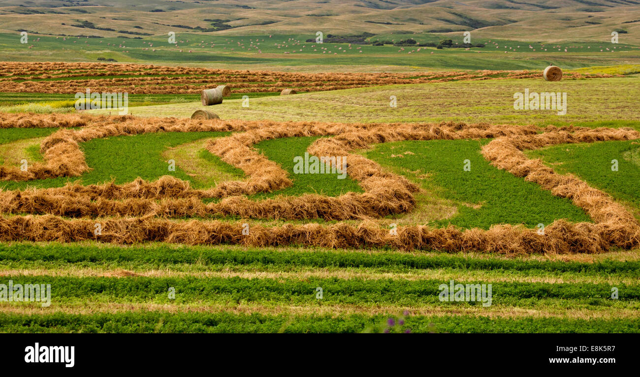 Farming in saskatchewan hi-res stock photography and images - Alamy