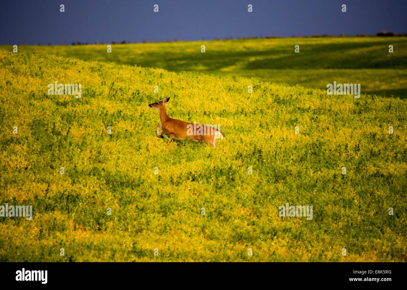 Deer in Farmers Field yellow crop Canada Stock Photo - Alamy