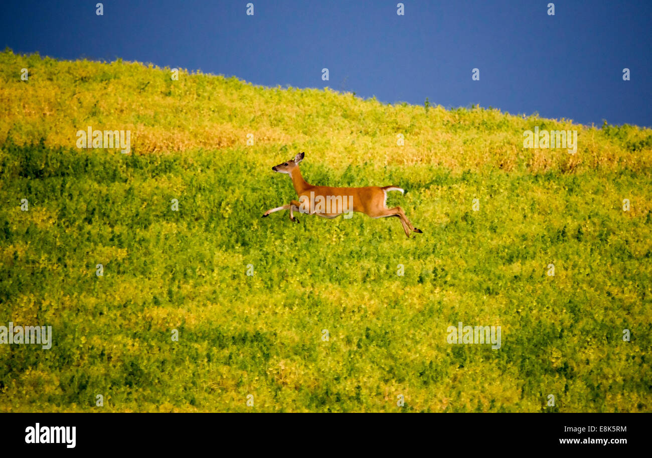 Deer farmers hi-res stock photography and images - Alamy