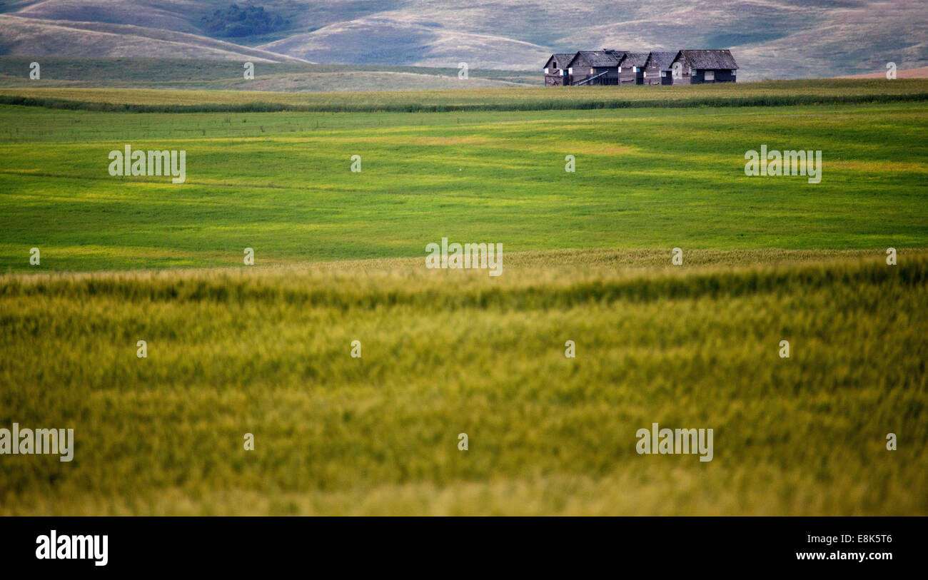 Abandoned Farm Buildings granaries and field crop Stock Photo - Alamy