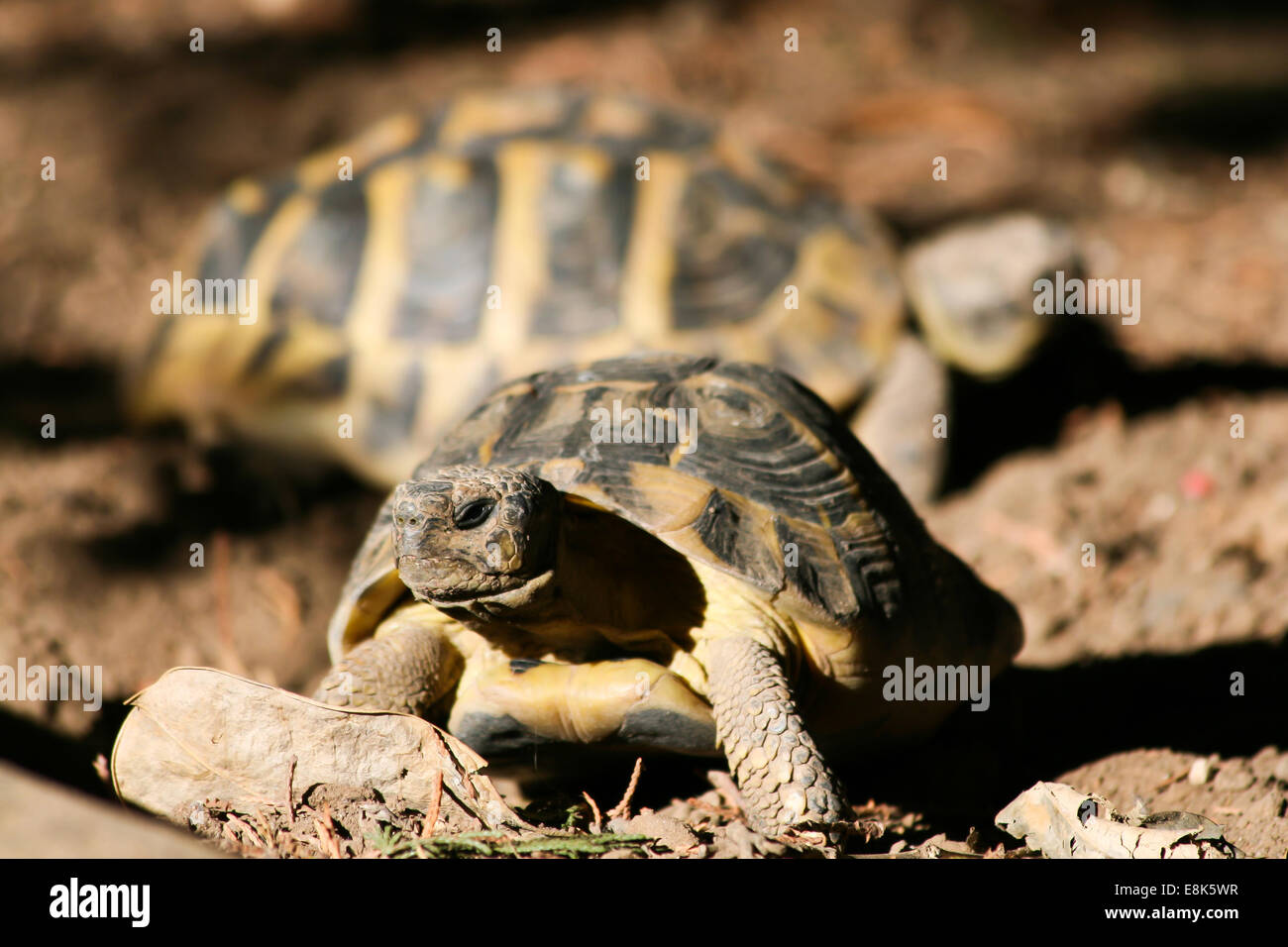 Carapace turtles hi-res stock photography and images - Alamy