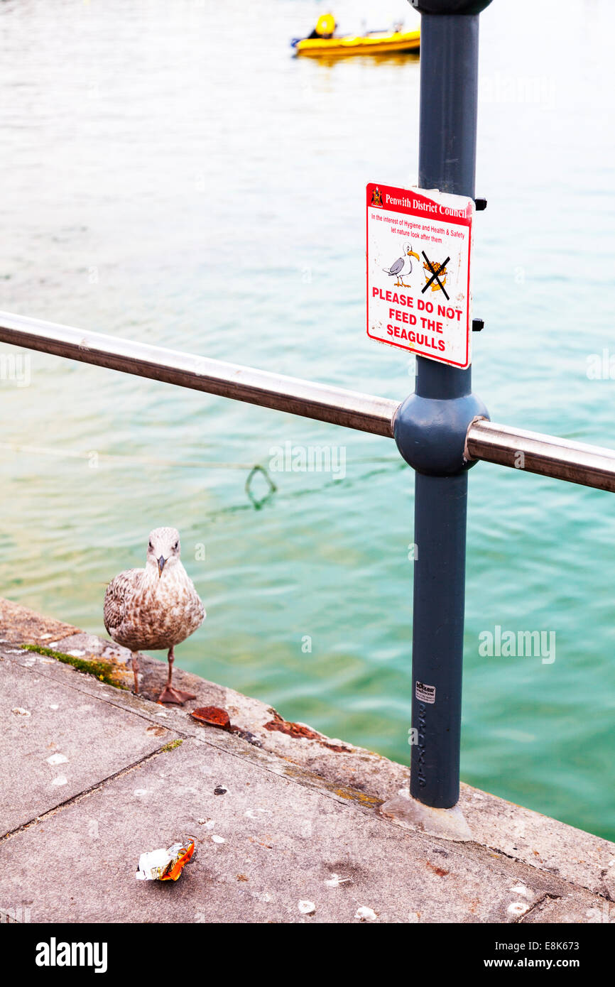 do not feed the seagulls sign in St Ives Cornwall Cornish pest seagull ...