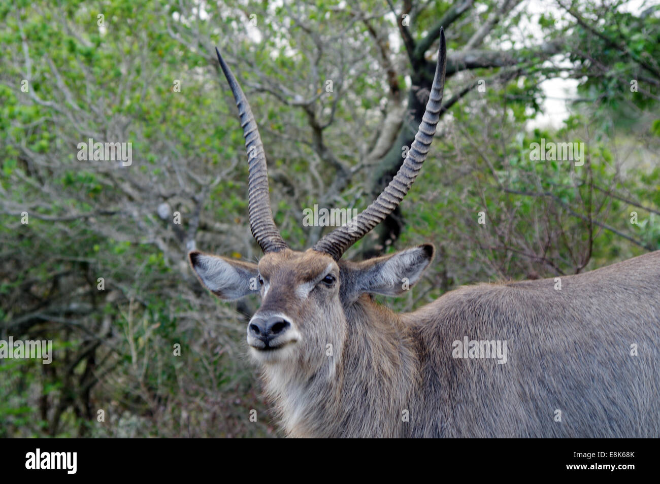 Male Waterbuck in Hluhluwe–iMfolozi Park, South Africa Stock Photo - Alamy