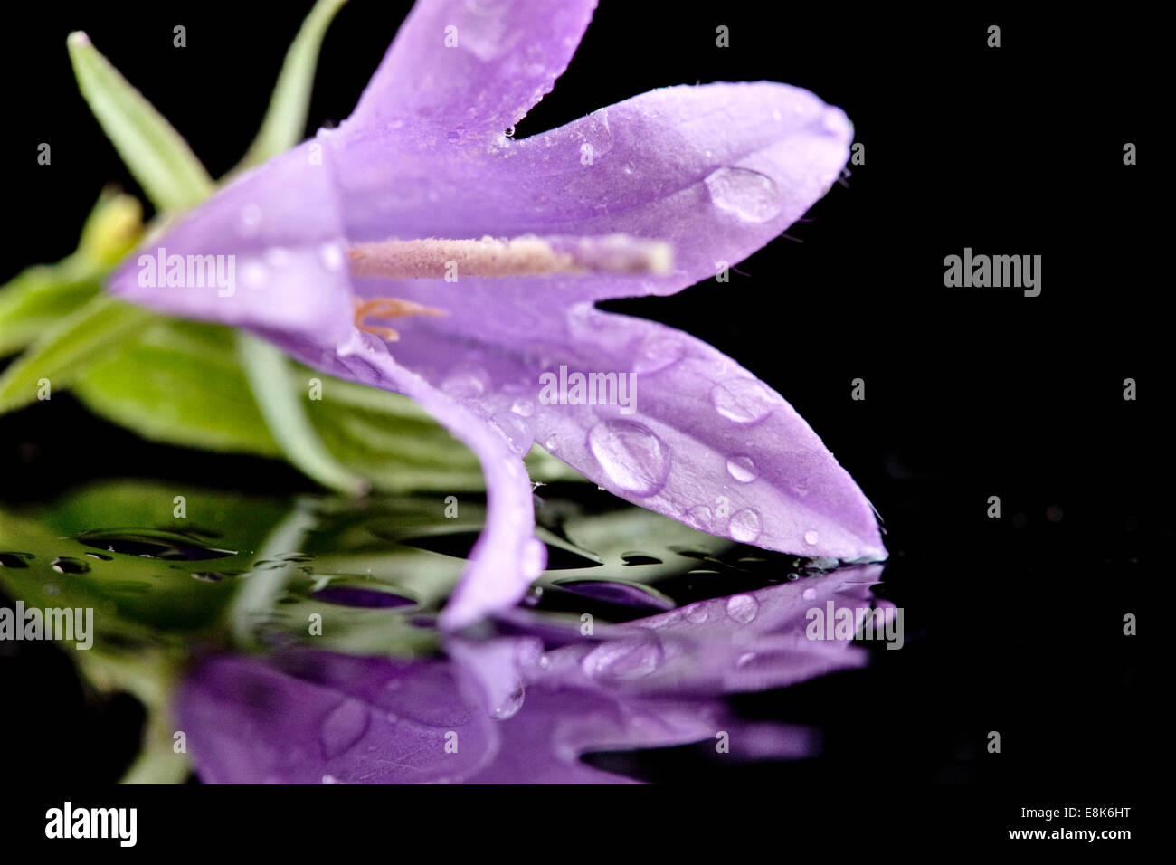 Purple floer hi-res stock photography and images - Alamy