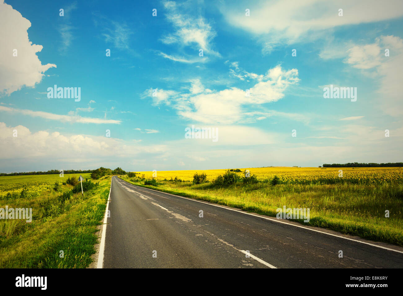 Road through the yellow sunflower field in sunny day Stock Photo - Alamy
