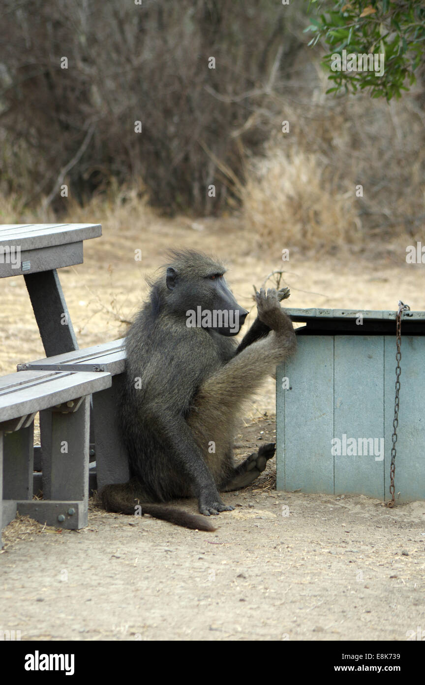 Baboon trying to break into a rubbish bin - Hluhluwe–iMfolozi Park ...