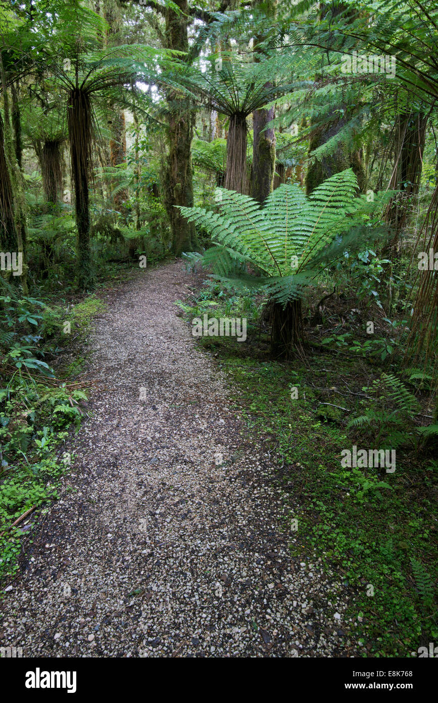 New Zealand, South Island, Kahurangi National Park, Moria Arch Track ...