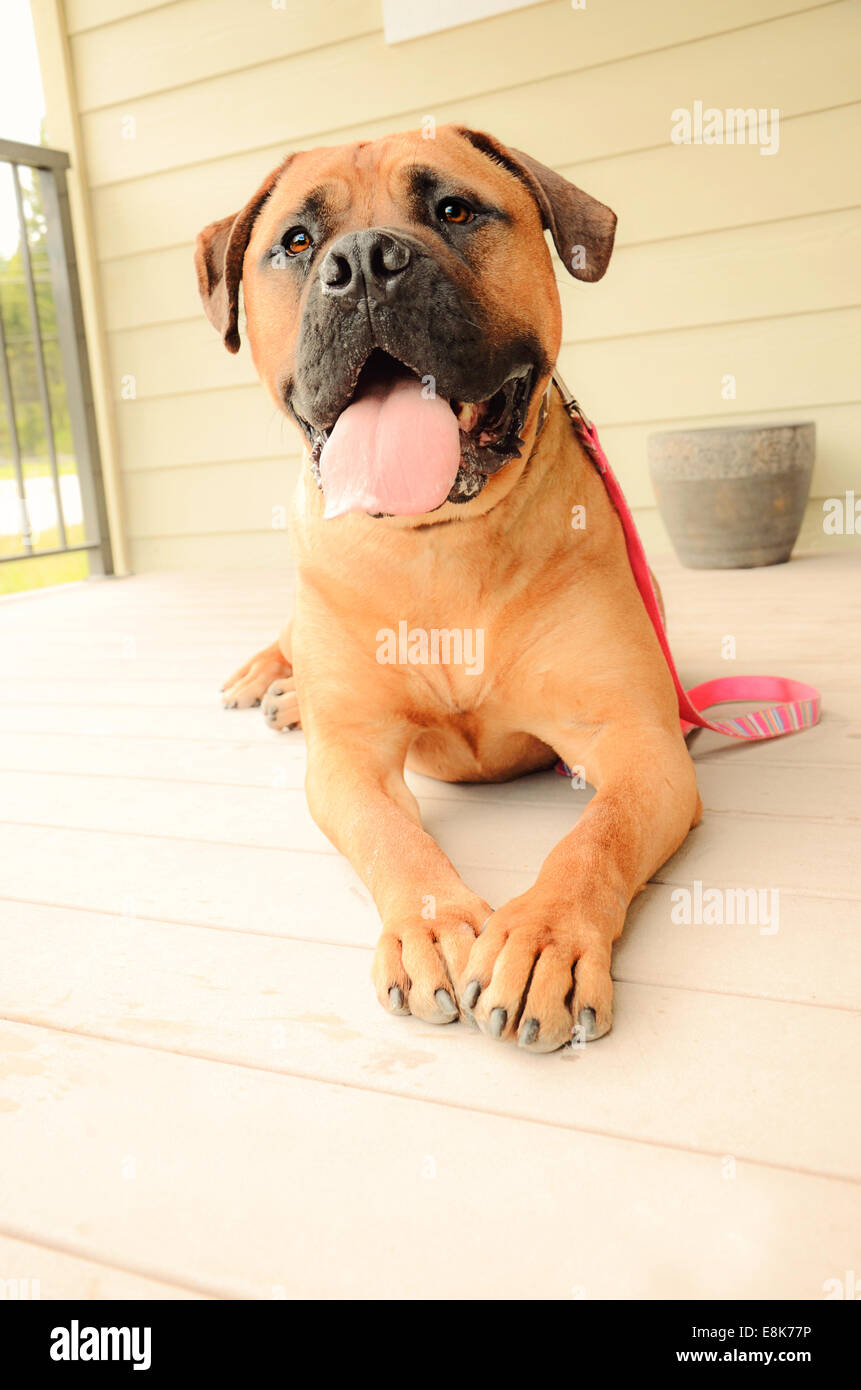 Bull Mastiff Dog High Resolution Stock Photography and Images - Alamy