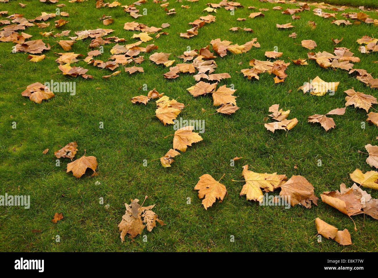 Fallen green leaf hi-res stock photography and images - Alamy