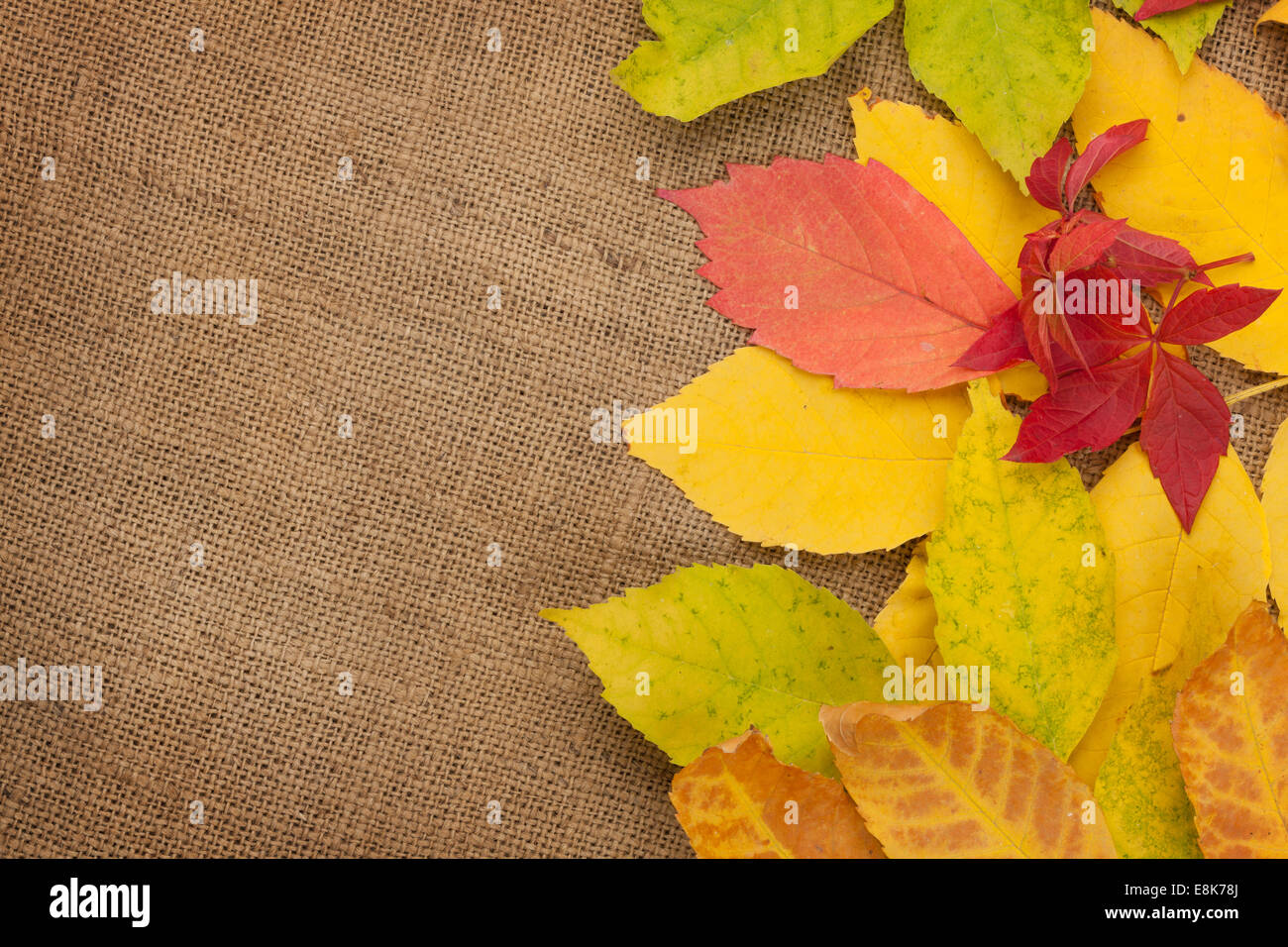 Autumn leaves over burlap texture background with copy space Stock ...