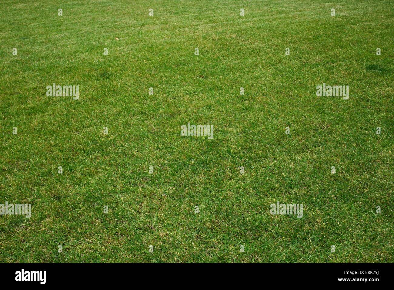 Outdoor pattern grass blades hi-res stock photography and images - Alamy