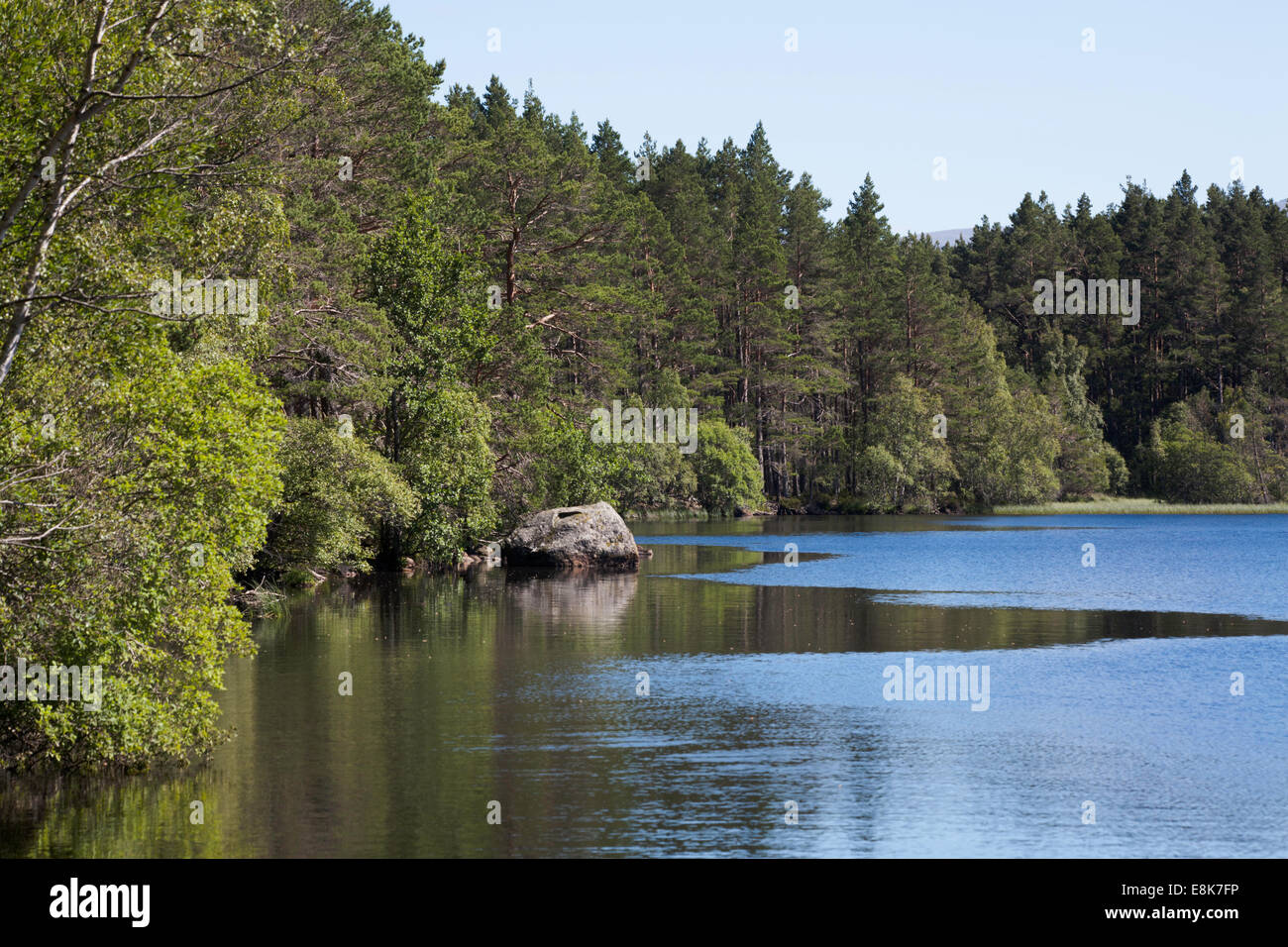 The wooded shoreline of Loch Garten in The Abernethy Forest between ...