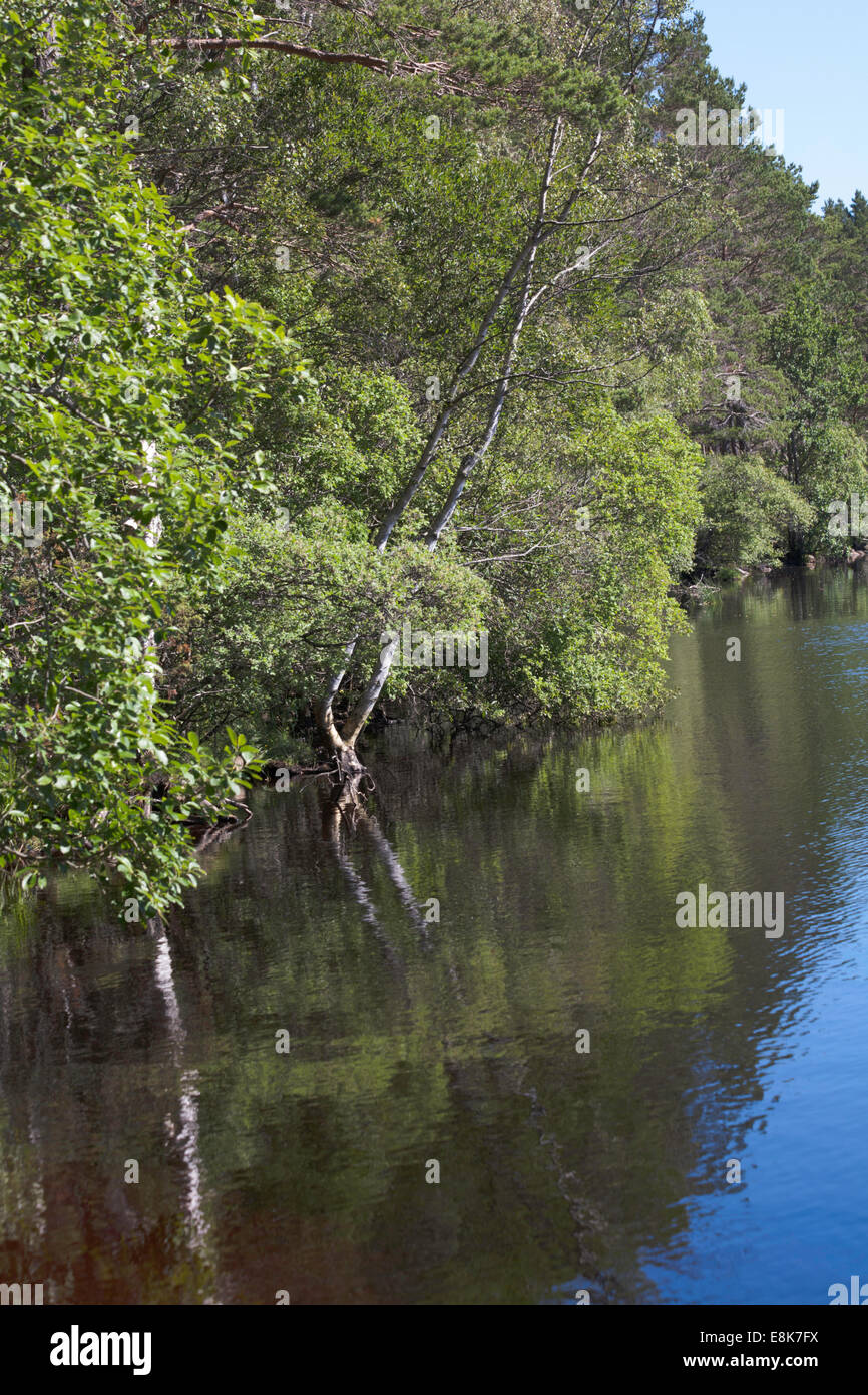 The wooded shoreline of Loch Garten in The Abernethy Forest between ...