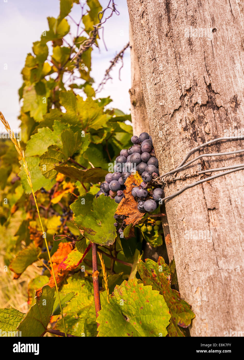 Leaves leaf vine wood post vineyard hi-res stock photography and images ...
