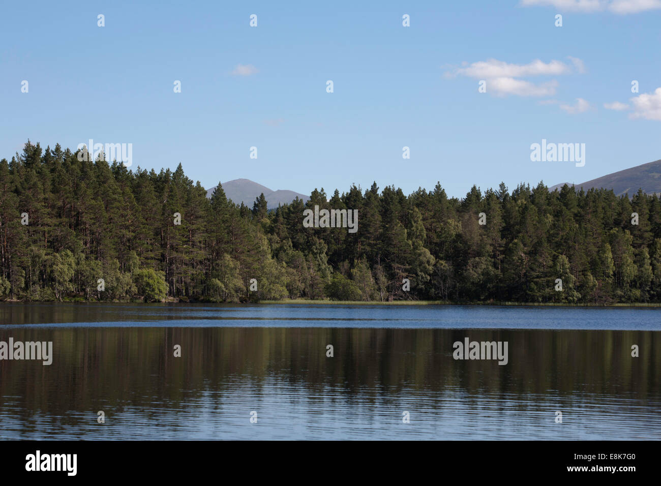 The wooded shoreline of Loch Garten in The Abernethy Forest between ...