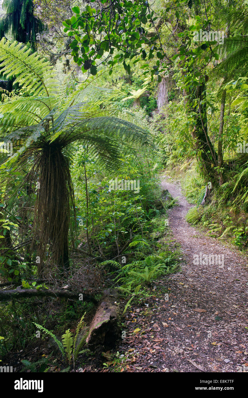 New Zealand, South Island, Kahurangi National Park, Oparara Arch Track ...