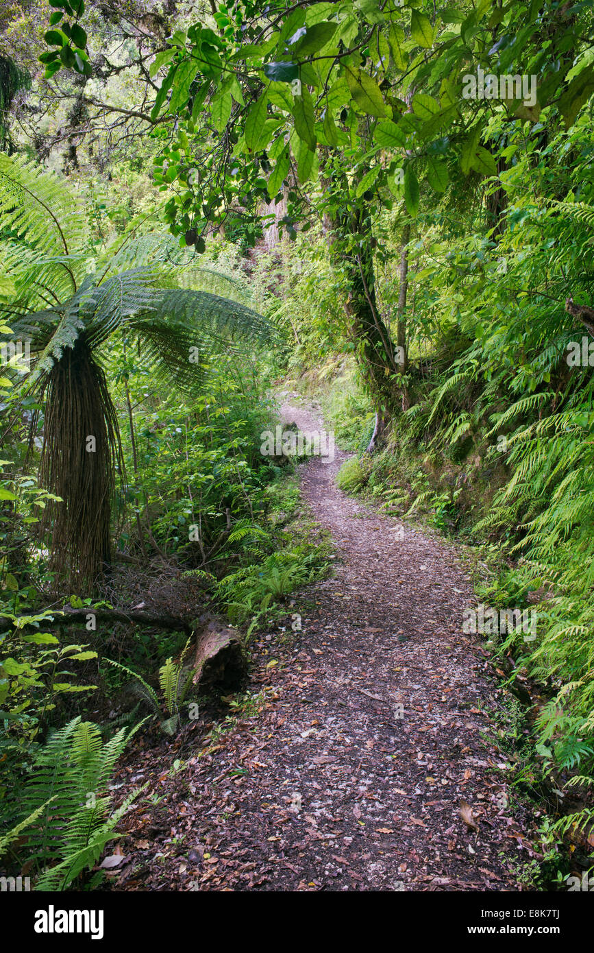 New Zealand, South Island, Kahurangi National Park, Oparara Arch Track ...