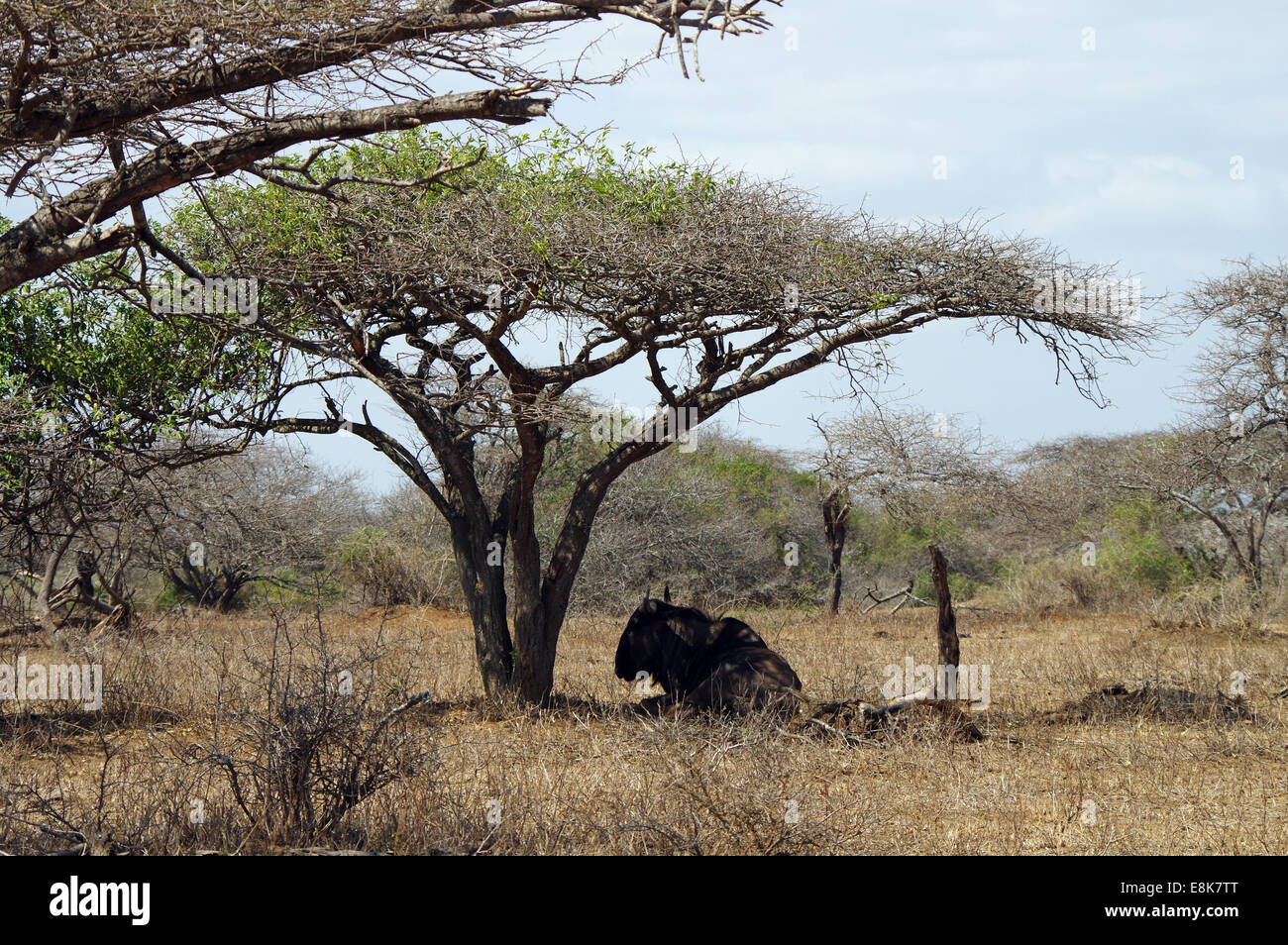 Blue Wildebeest resting under a tree - Hluhluwe–iMfolozi Park, South ...