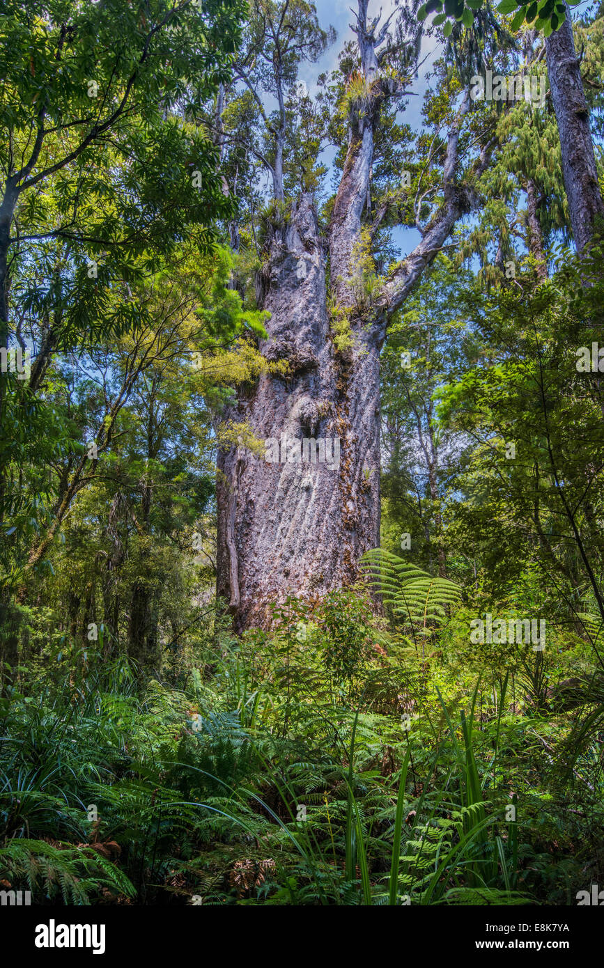 New Zealand, North Island, Waipoua Forest Park, Te Matua Ngahere (Large ...