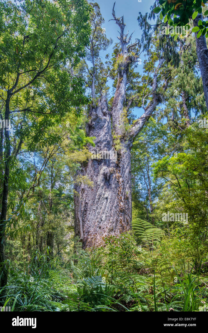 New Zealand, North Island, Waipoua Forest Park, Te Matua Ngahere (Large ...
