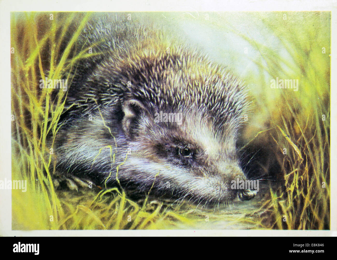 Reproduction of antique postcard shows hedgehog, circa 1979, USSR. 2nd ...