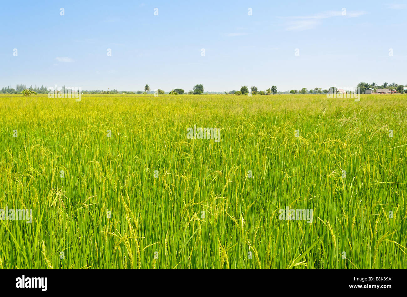 Beautiful natural scenery of green rice fields in rural Thailand Stock ...