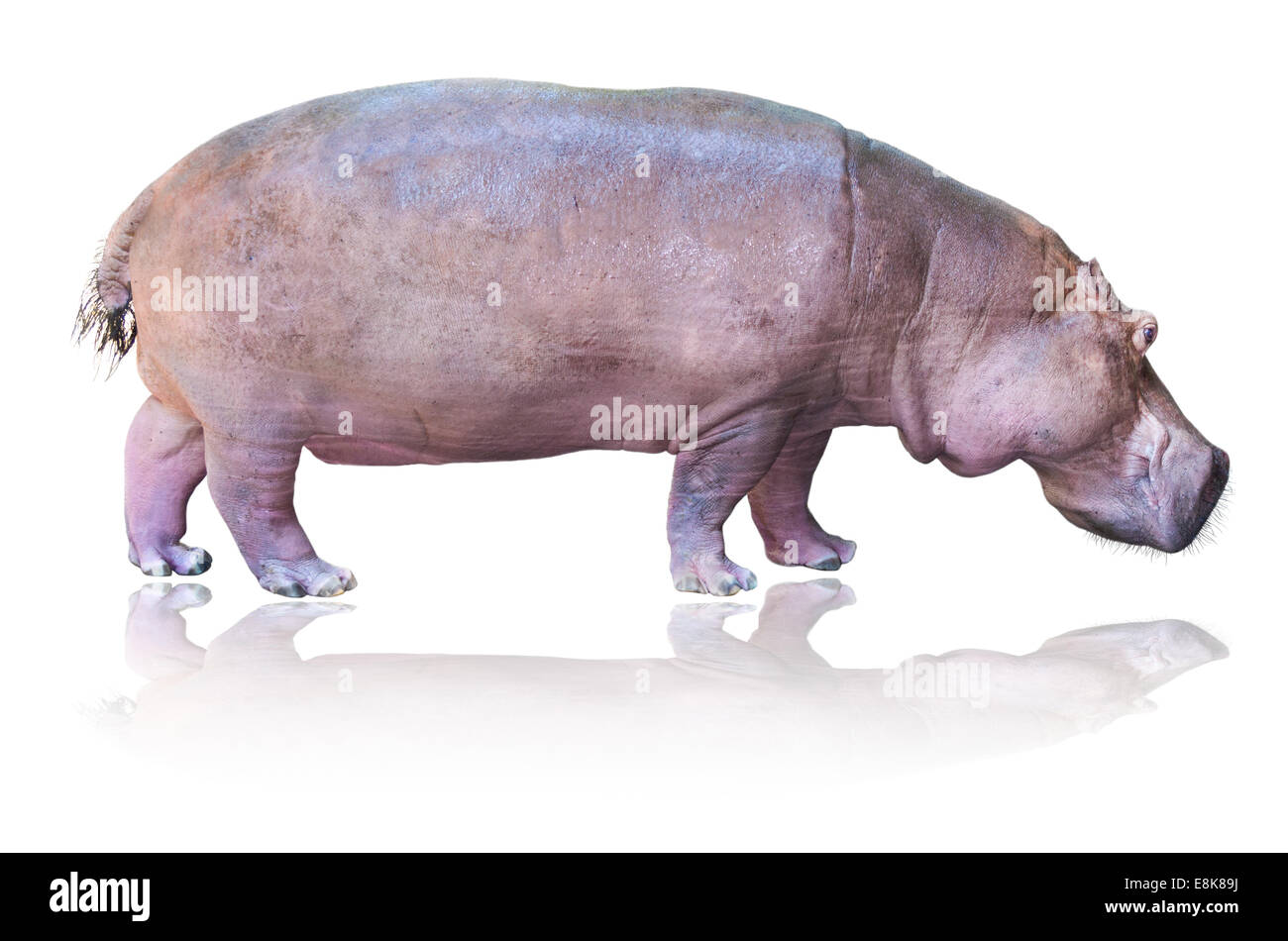 Hippos or Hippopotamus amphibius are standing on white background Stock ...