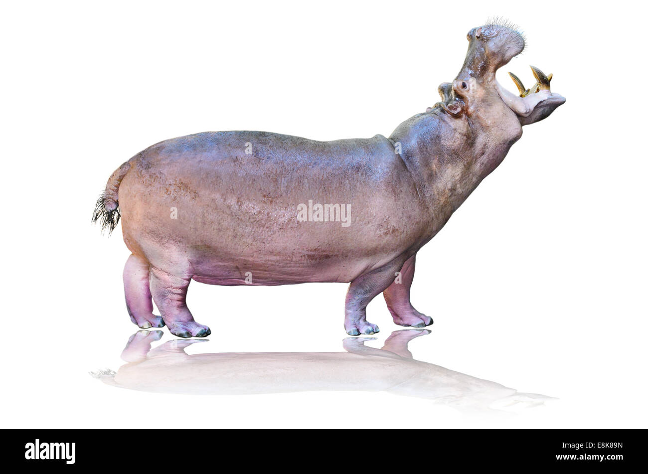 Hippos or Hippopotamus amphibius standing mouth open on white ...