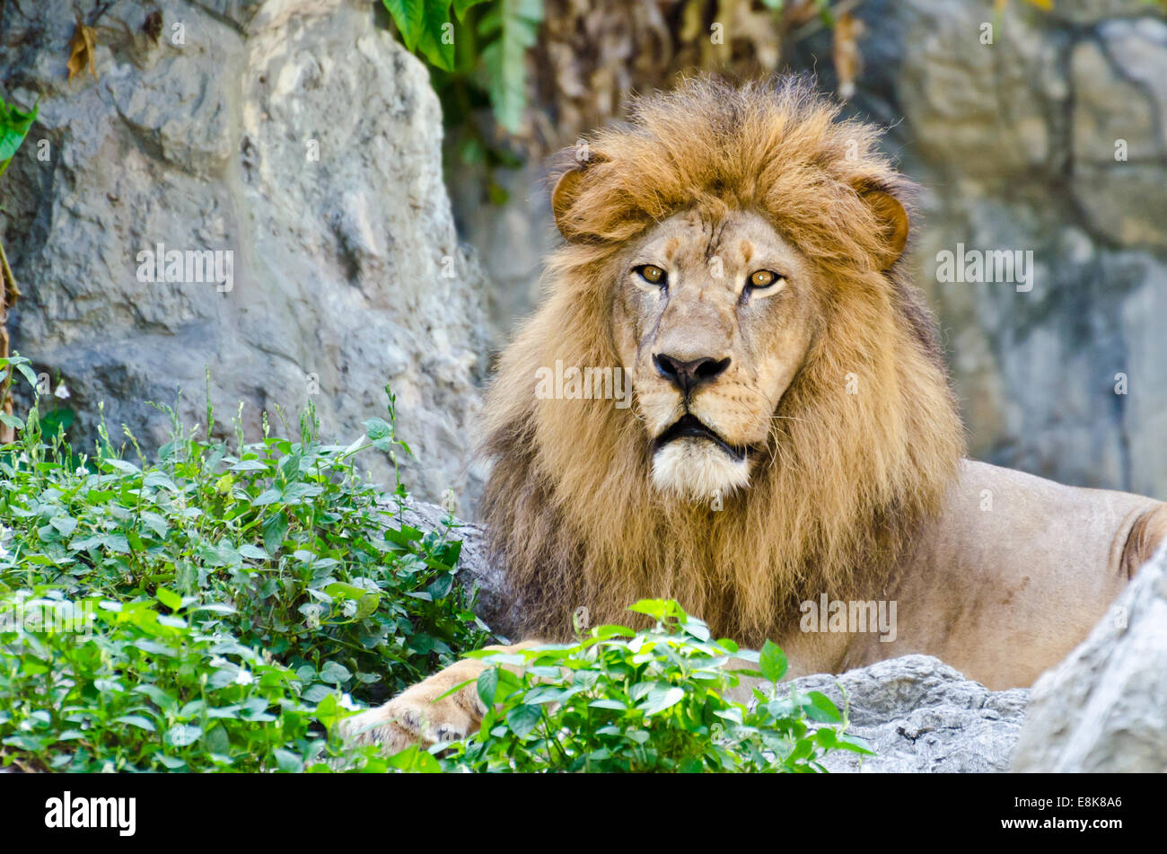 Lion watching rest hi-res stock photography and images - Alamy