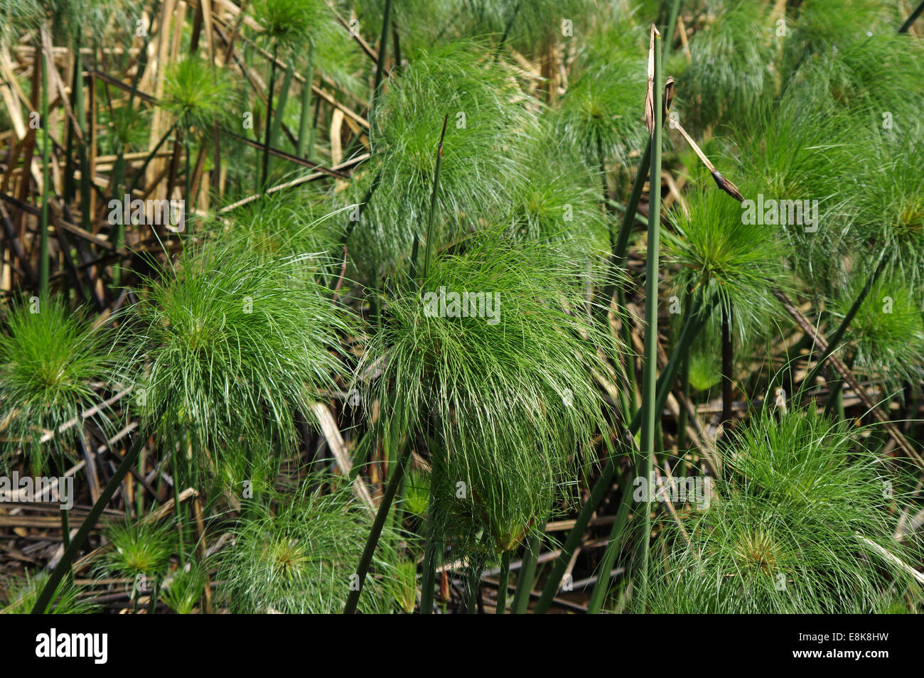 Papyrus plants in iSimangaliso Wetland Park, South Africa Stock Photo ...