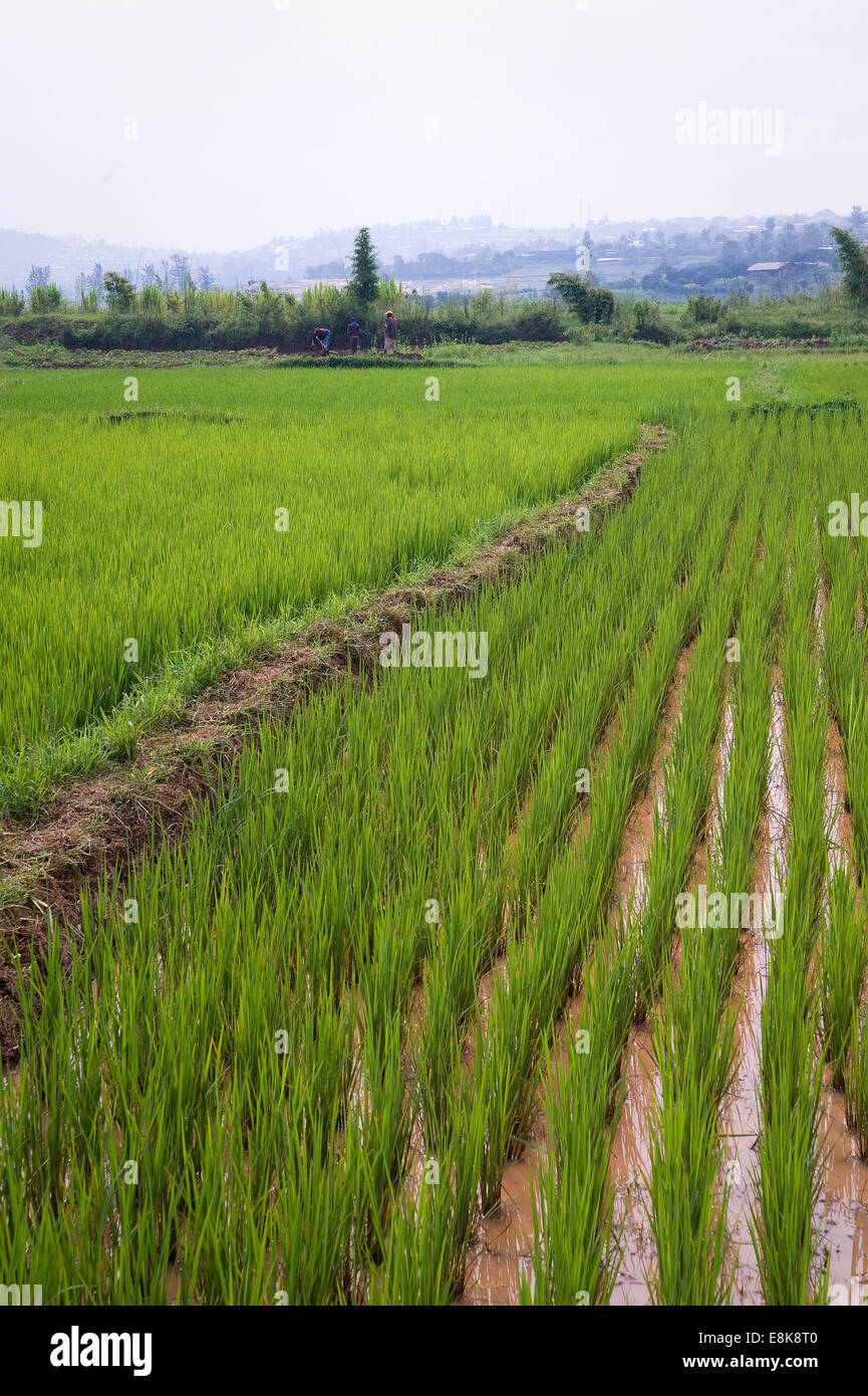 Kigali rwanda rice hi-res stock photography and images - Alamy