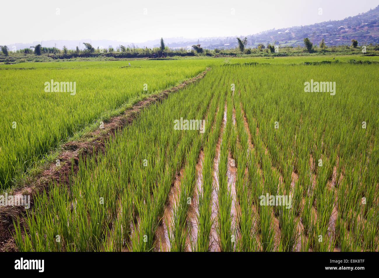 RWANDA, KIGALI: Around Kigali are many rice fields and also corn or ...
