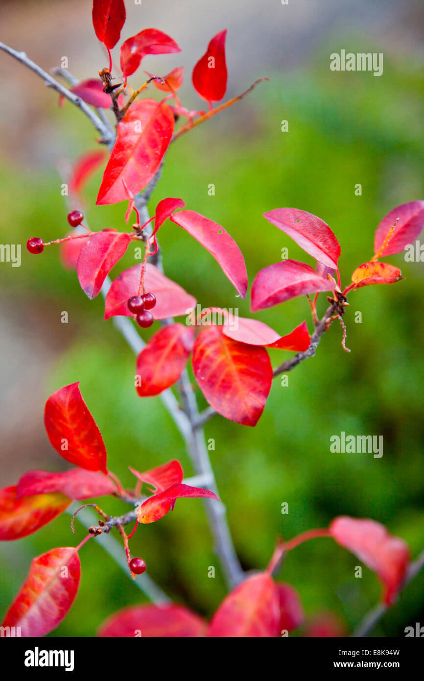 Prunus virginiana hi-res stock photography and images - Alamy