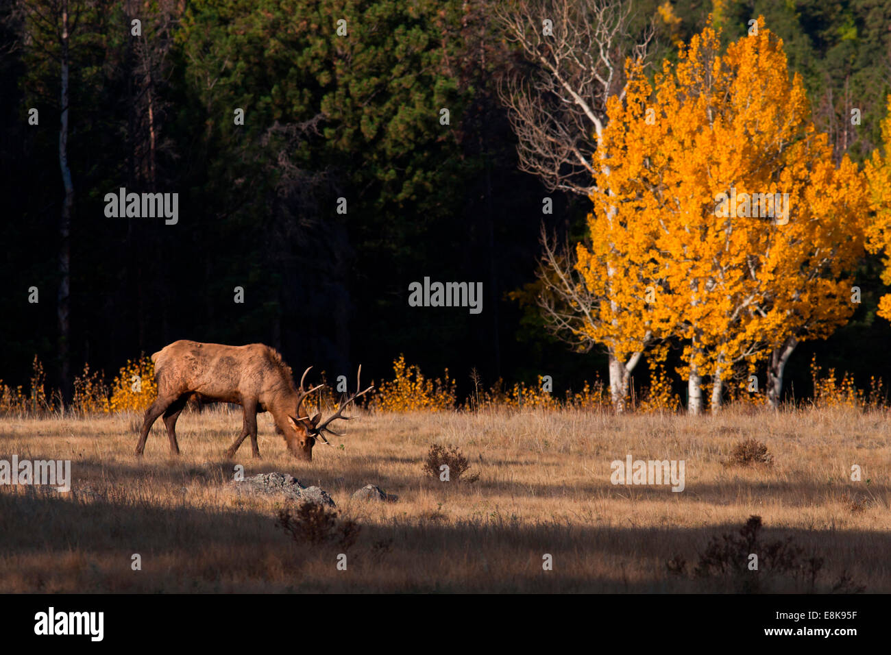 Elk (Cervus elephus) adult bull grazing near quaking aspen Stock Photo ...