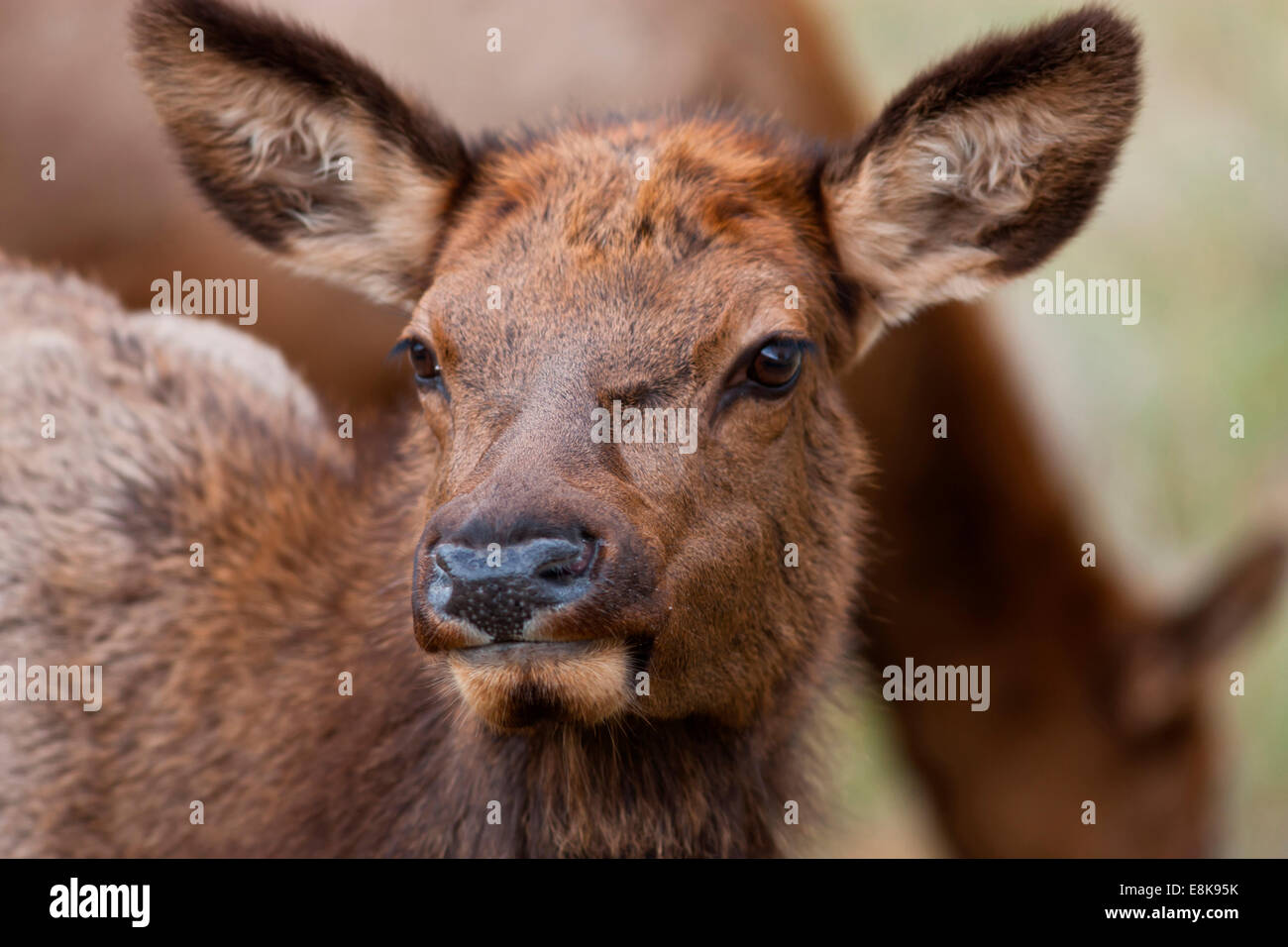 Elk (Cervus elephus) calf with winter hair Stock Photo - Alamy