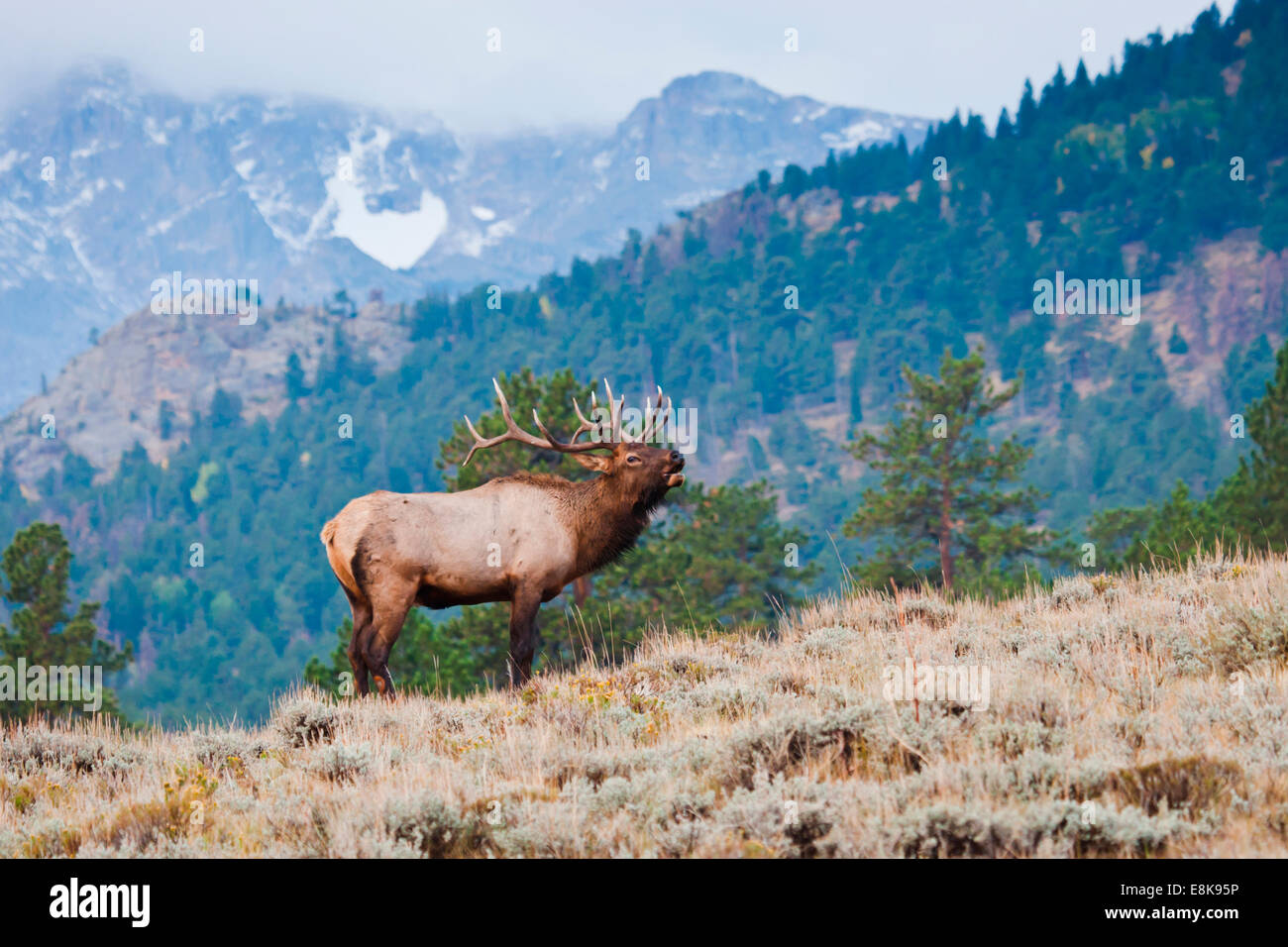 Elk (Cervus elephus) bull bugling Stock Photo - Alamy
